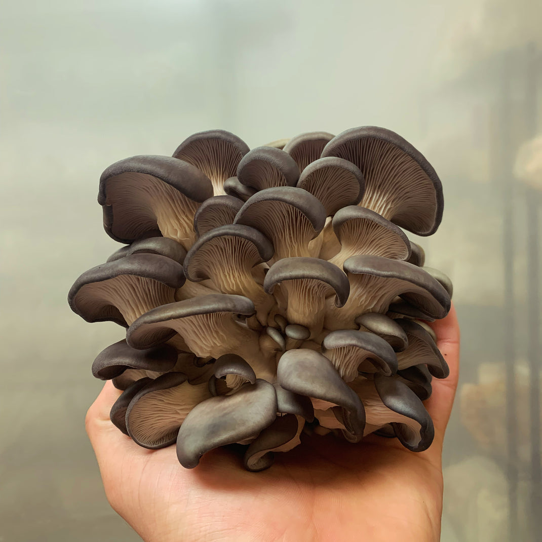 Basil's Fungi Farm – Basil's fungi farm