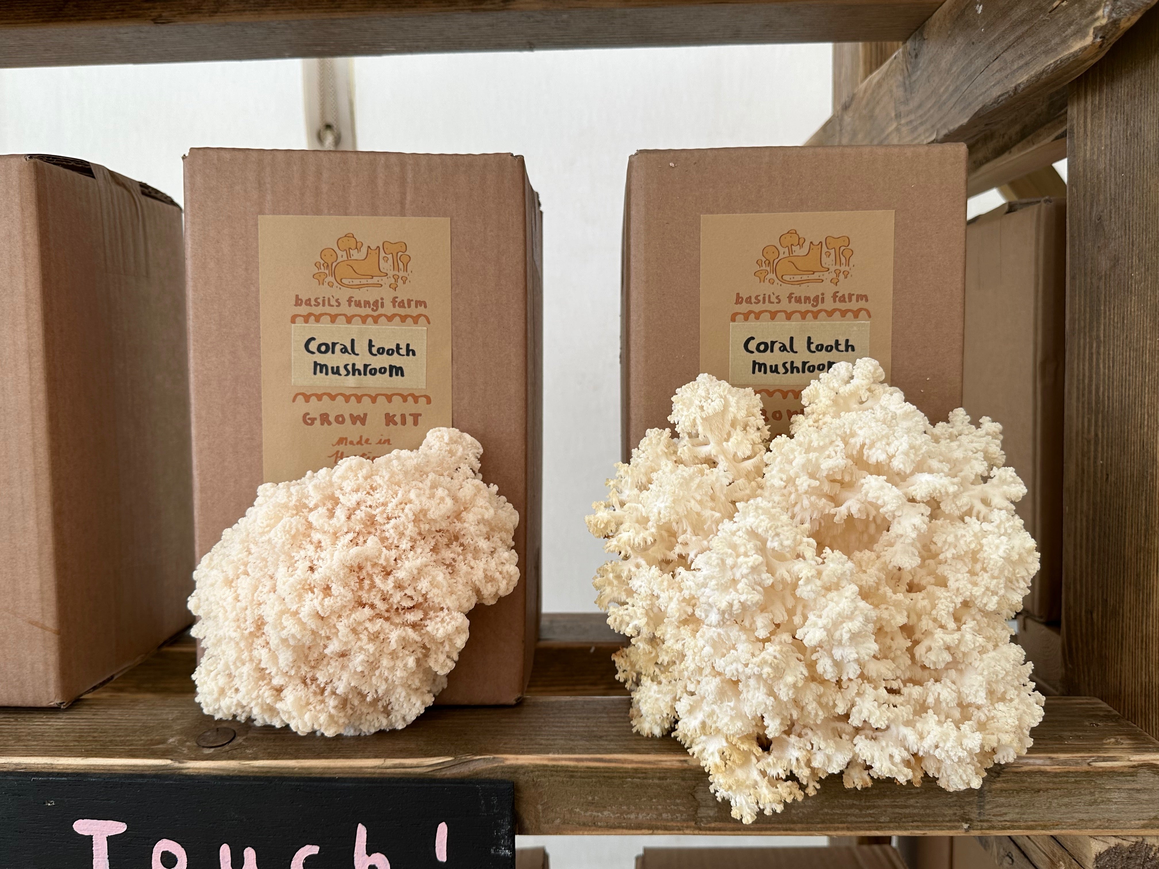 Coral Tooth Grow Kit – Basil's fungi farm