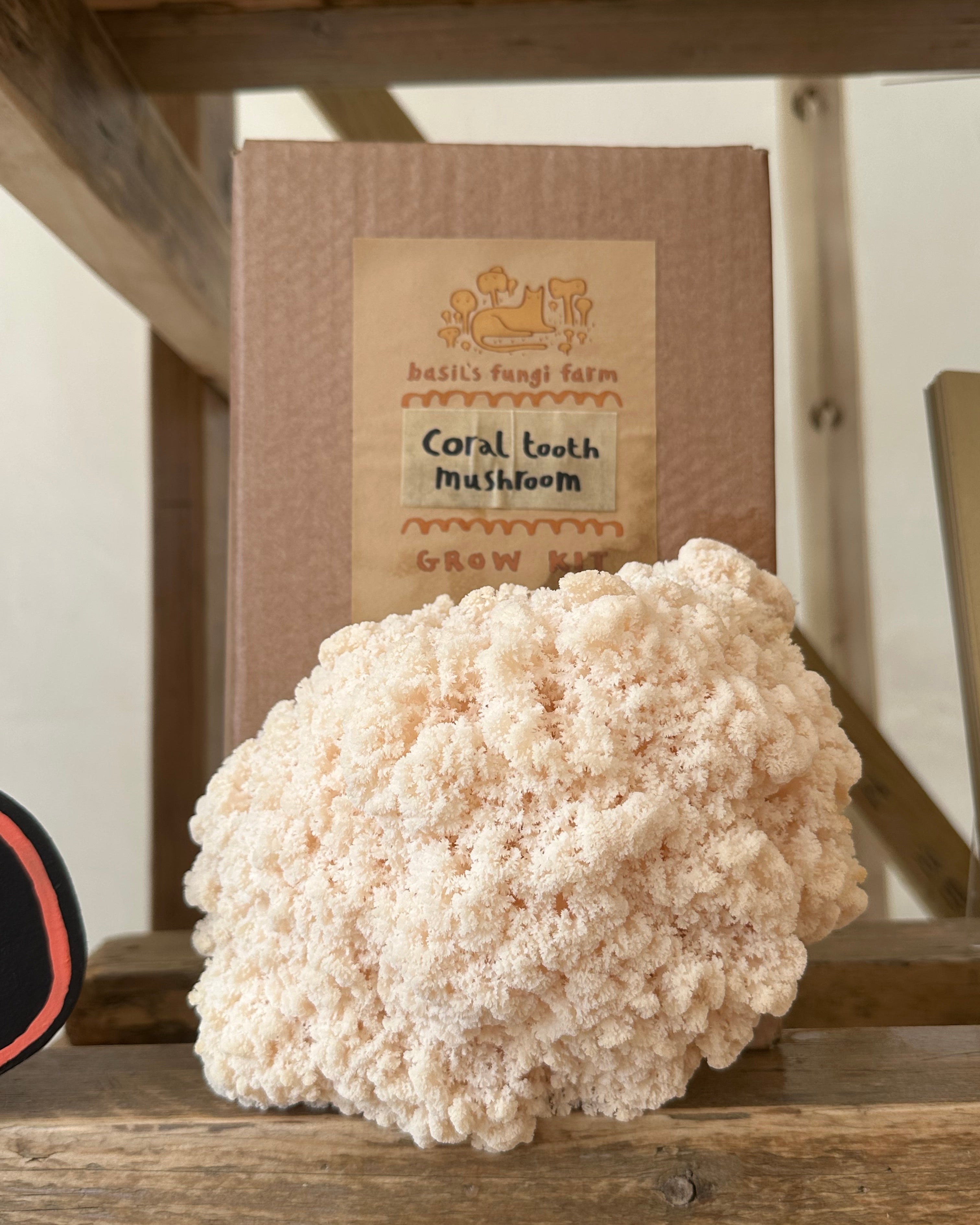 Coral Tooth Grow Kit – Basil's Fungi Farm