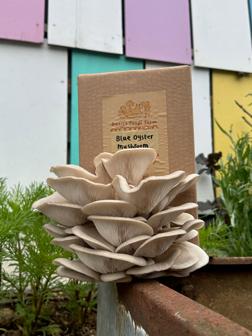 Blue Oyster mushroom Grow Kit – Basil's Fungi Farm
