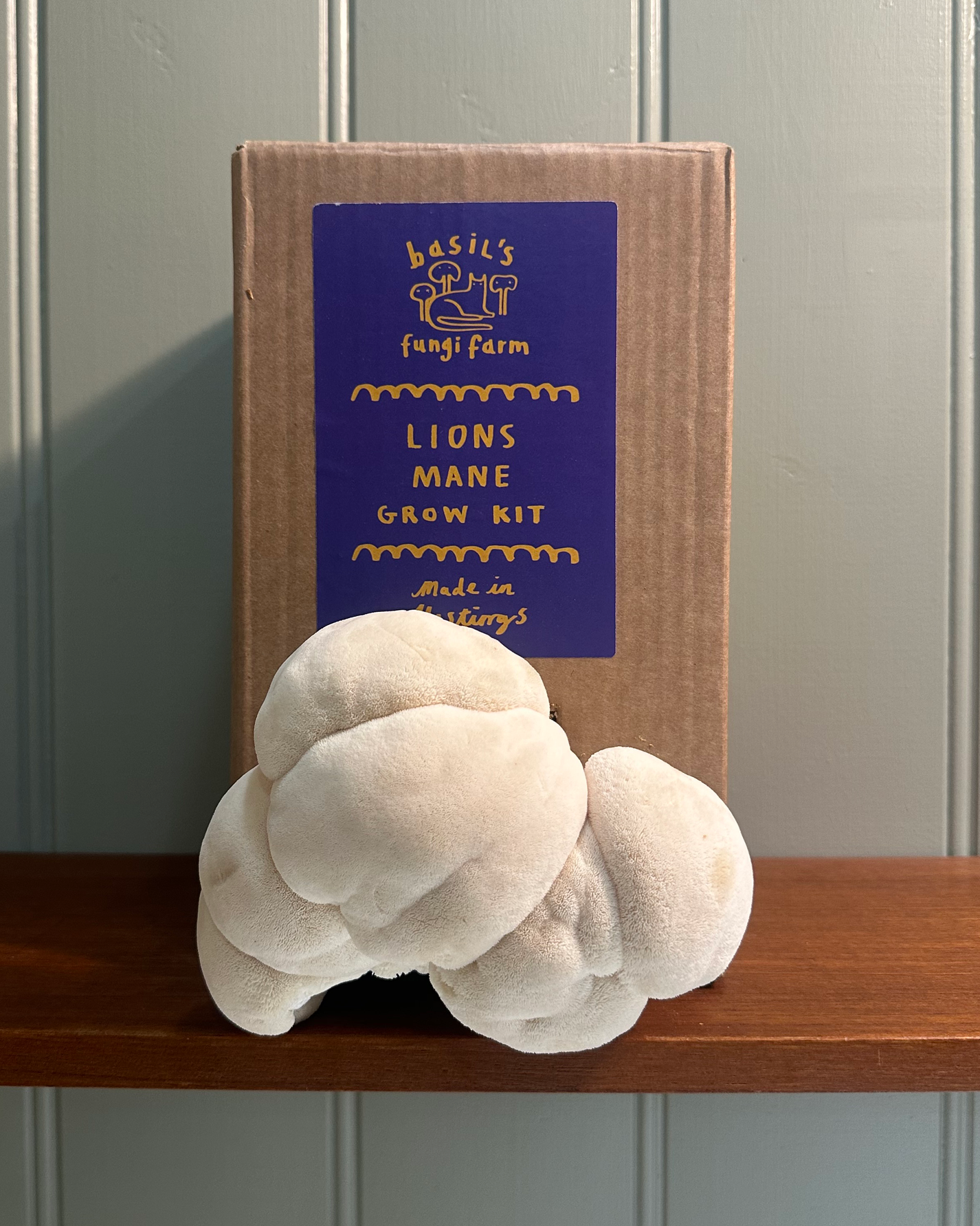 Lion's Mane Grow kit – Basil's Fungi Farm